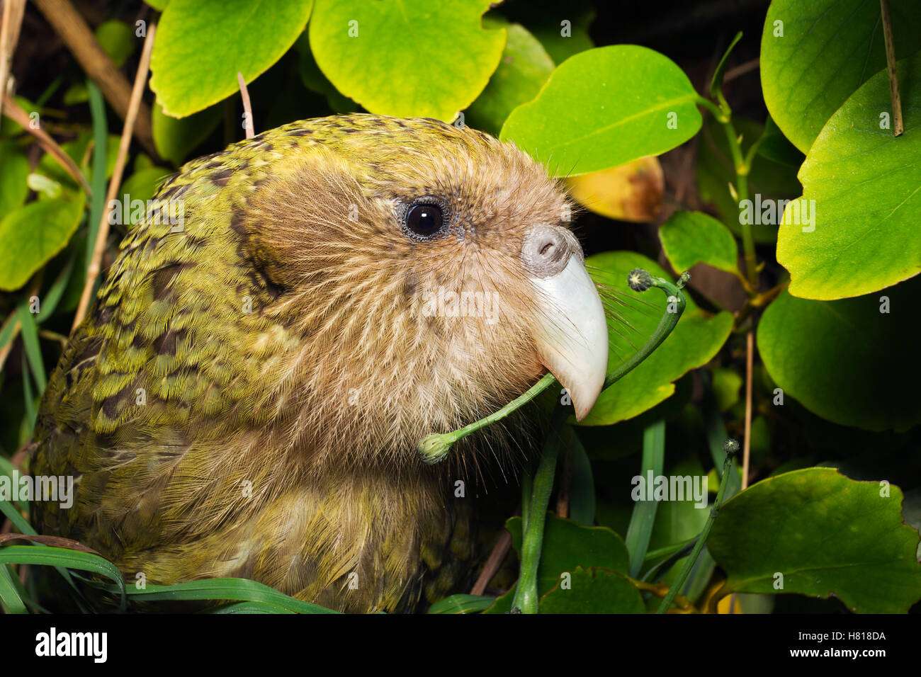 Kakapo (Strigops habroptilus), Codfish Island, New Zealand Stock Photo ...