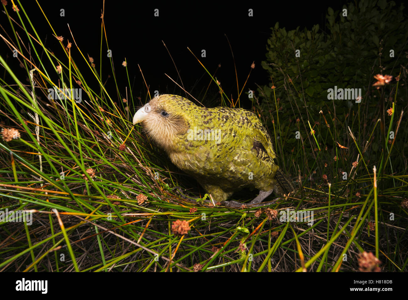 Kakapo (Strigops habroptilus) feeding on tussock grass, Codfish Island ...