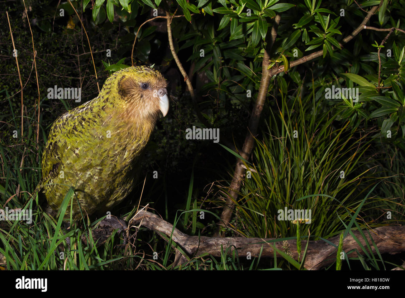 Kakapo (Strigops habroptilus) at night, Codfish Island, New Zealand ...