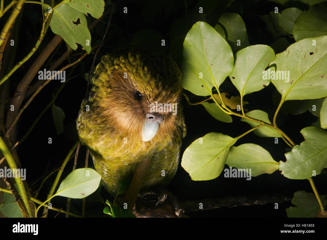 Kakapo (Strigops habroptilus) at night, Codfish Island, New Zealand ...
