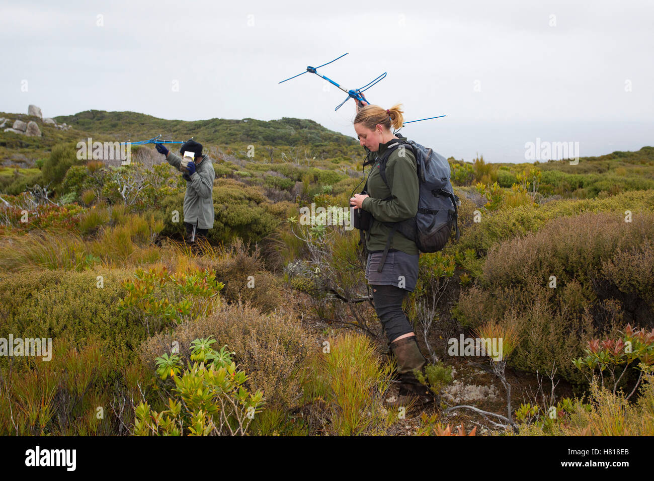 Kakapo (Strigops habroptilus) researchers tracking bird with radio ...