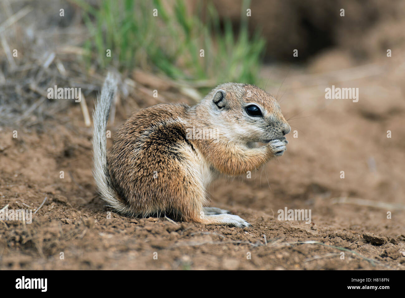 Nelson's Antelope-squirrel (Ammospermophilus nelsoni) feeding, Carrizo ...