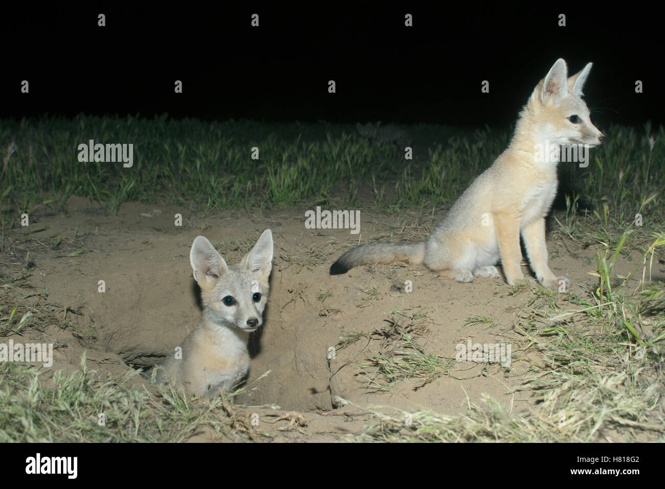 San Joaquin Kit Fox (Vulpes macrotis mutica) pups coming out of burrow ...