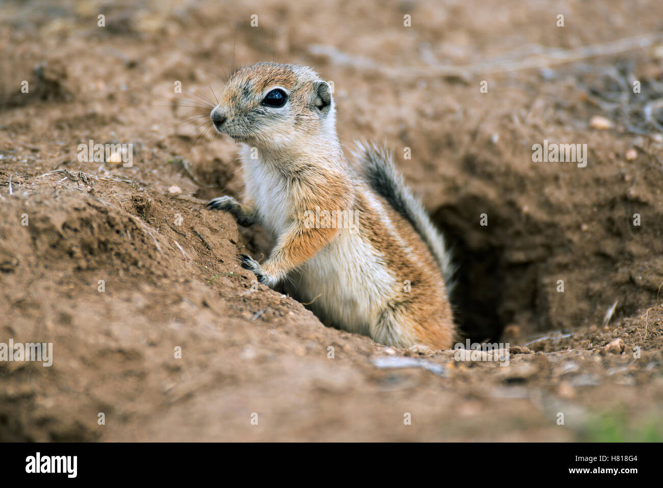 California Ground Squirrel (Spermophilus beecheyi) emerging from burrow ...