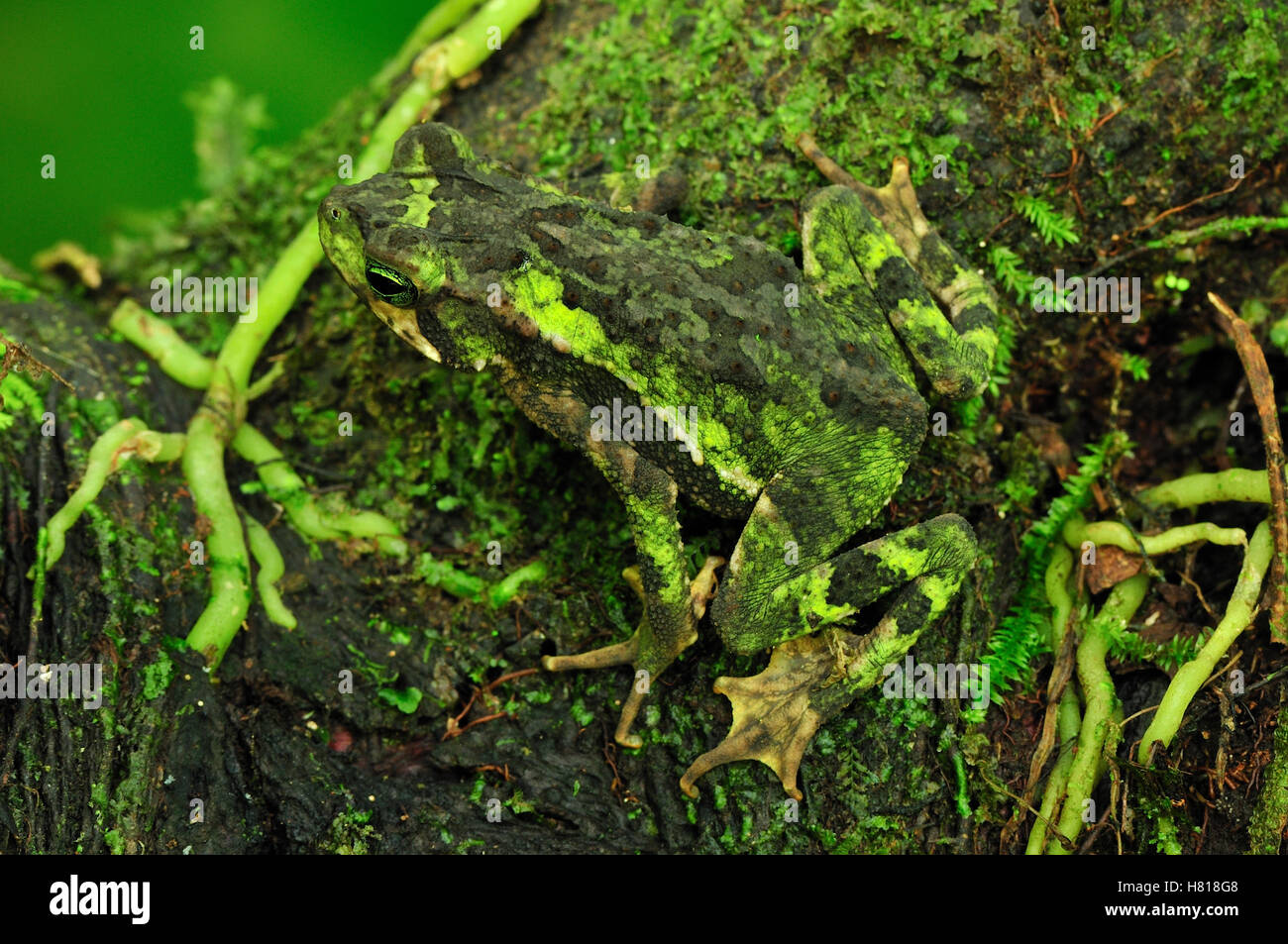 Green Climbing Toad (Bufo coniferus) camouflaged on branch, Piedras ...