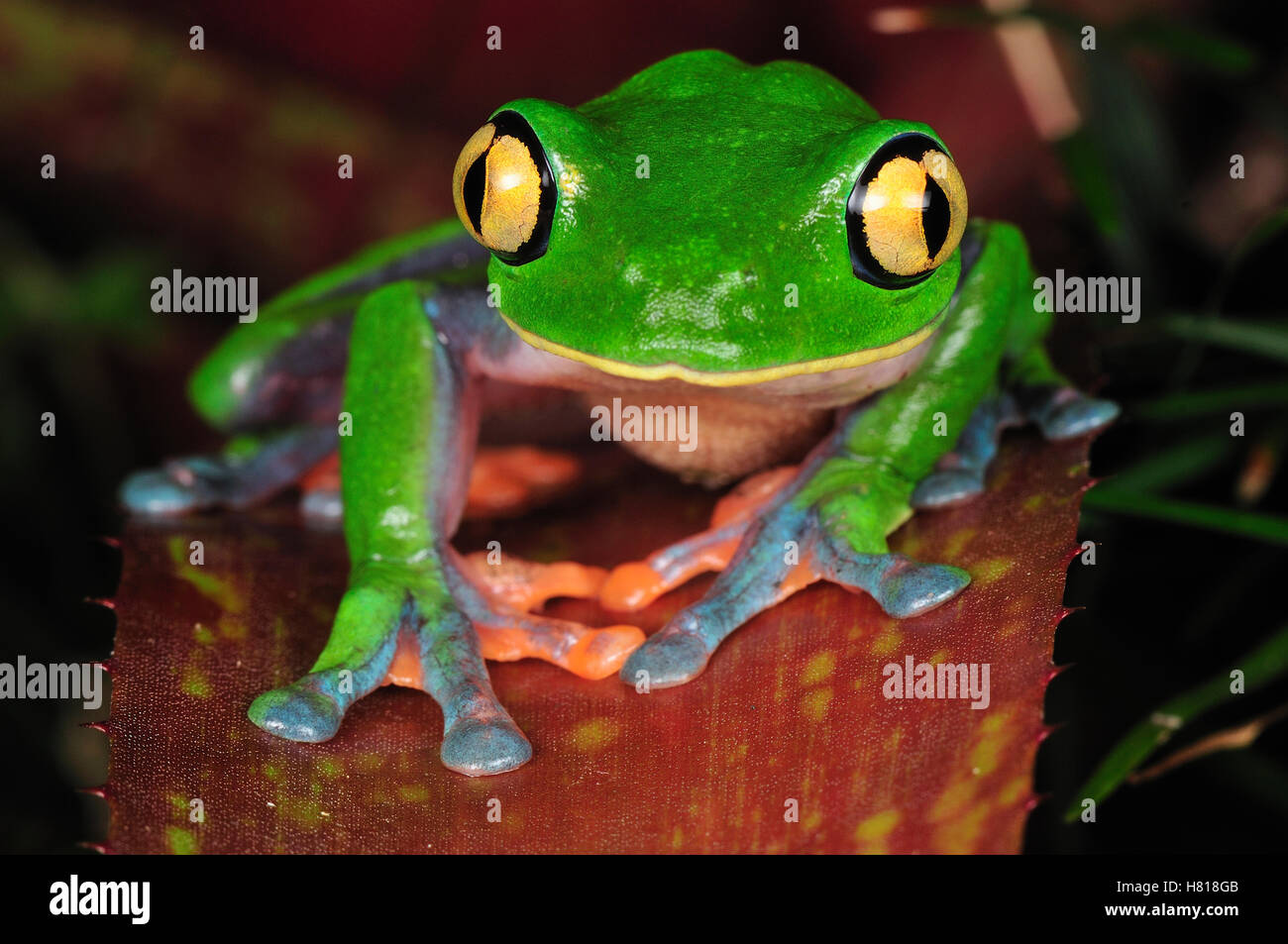 Blue-sided Leaf Frog (Agalychnis annae), Costa Rica Stock Photo - Alamy