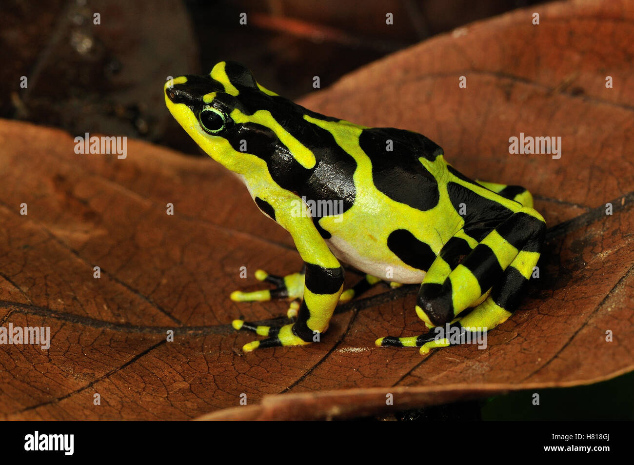 Condoto Stubfoot Toad (Atelopus spurrelli), Utria National Park ...