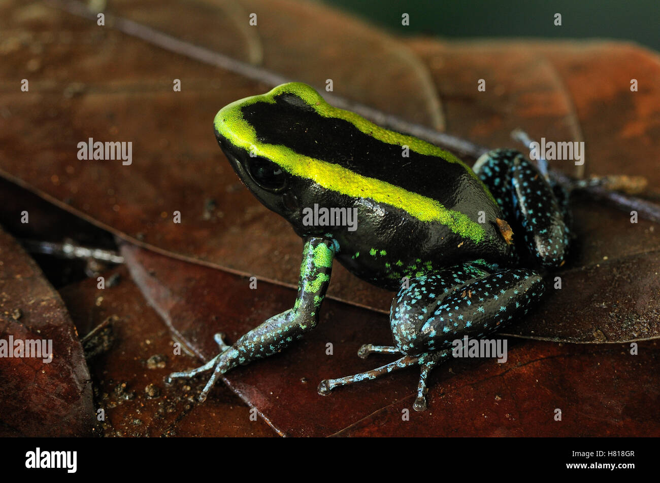 Kokoe Poison Dart Frog (Phyllobates aurotaenia), Utria National Park ...