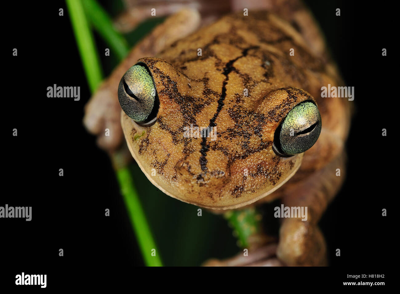 Rosenberg's Gladiator Tree Frog (Hypsiboas rosenbergi), Piedras Blancas ...