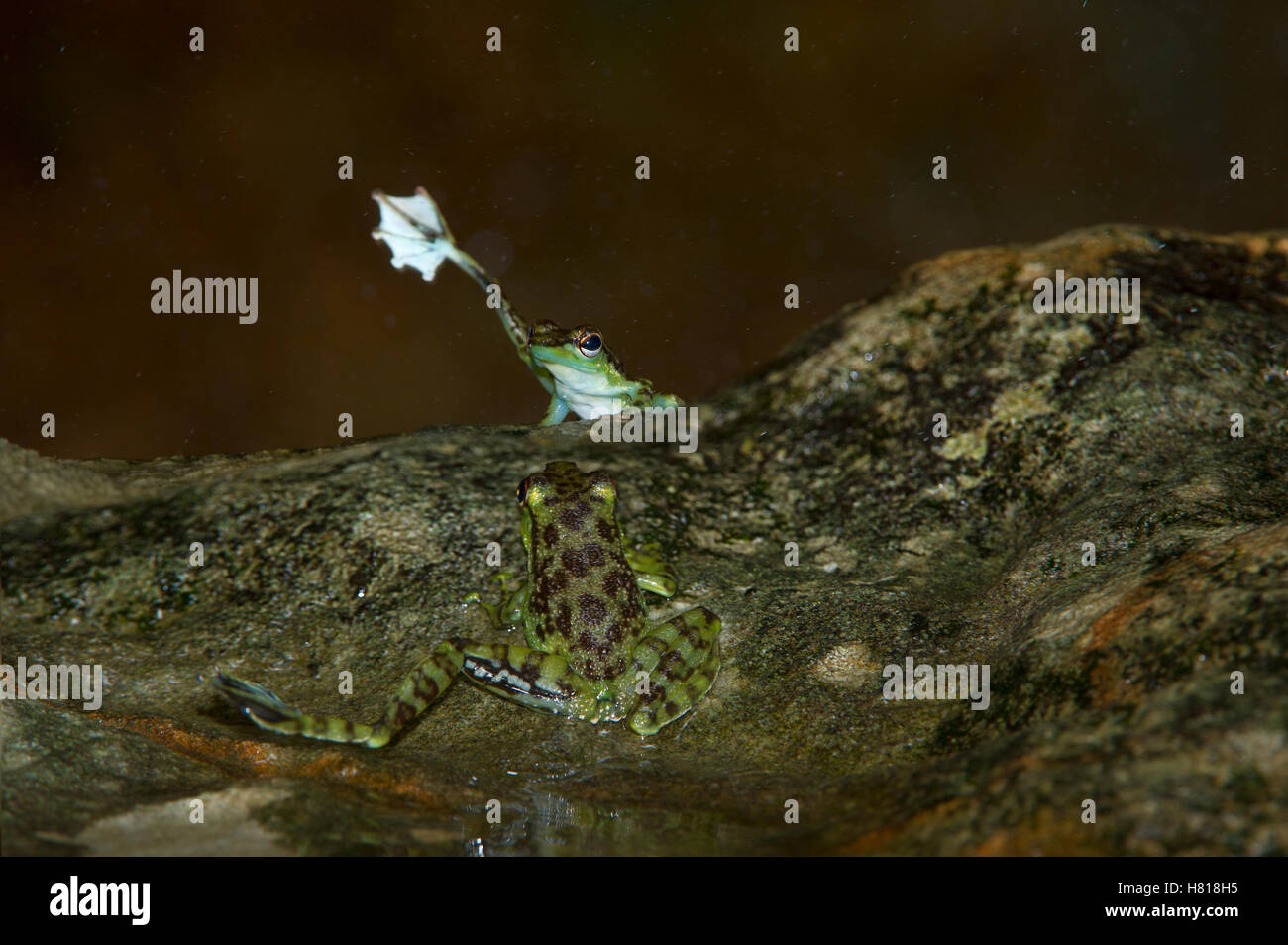 Mindanao Splash Frog (Staurois natator) raising foot during display ...