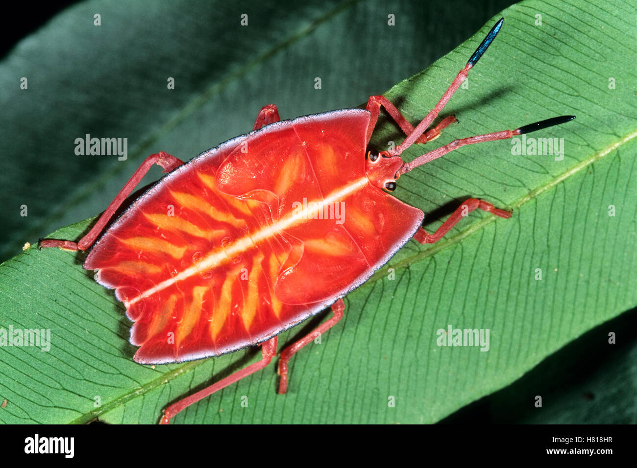 Red Stink Bug (Pycanum rubeus), also known as a Shield Bug, Sabah ...