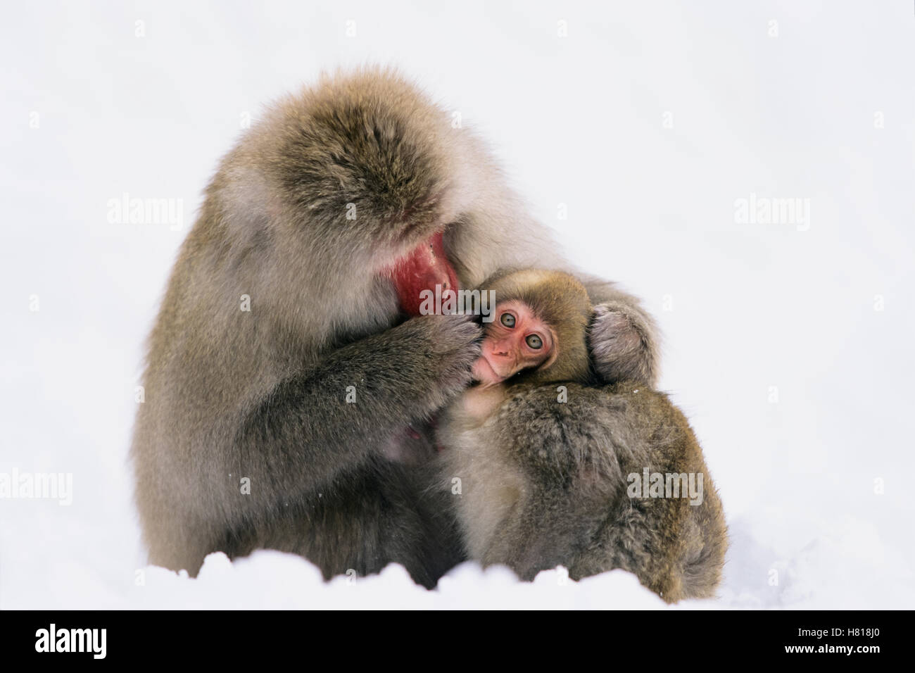 Japanese Macaque (Macaca fuscata) grooming young in snow, Japanese Alps ...