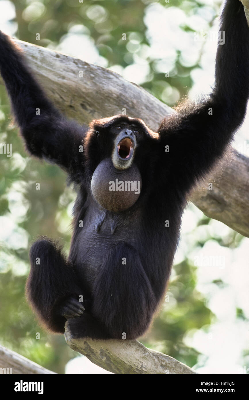 Siamang (Symphalangus syndactylus) vocalizing with vocal pouch inflated ...