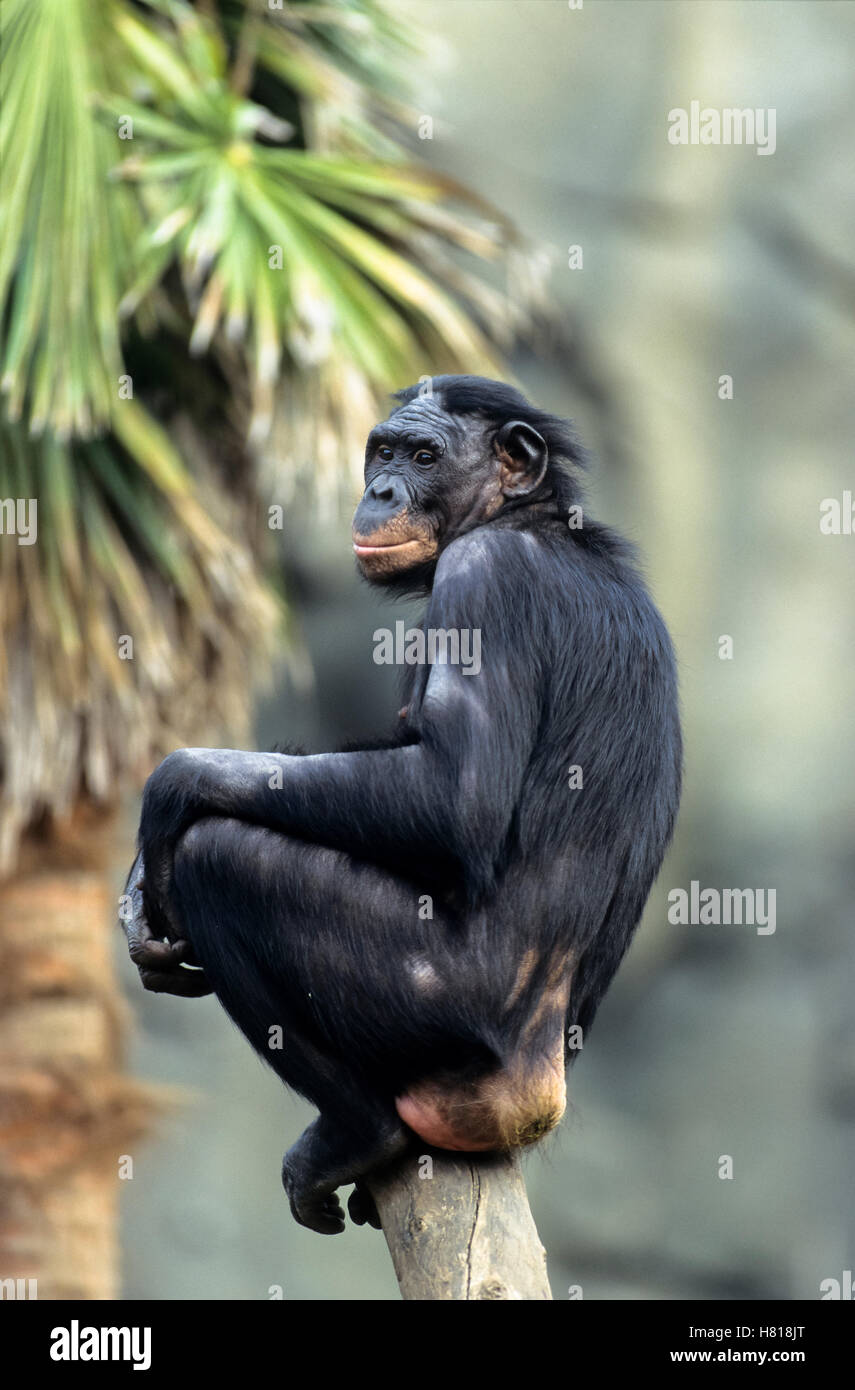 Bonobo (Pan paniscus) female, captive at San Diego Zoo, native to ...