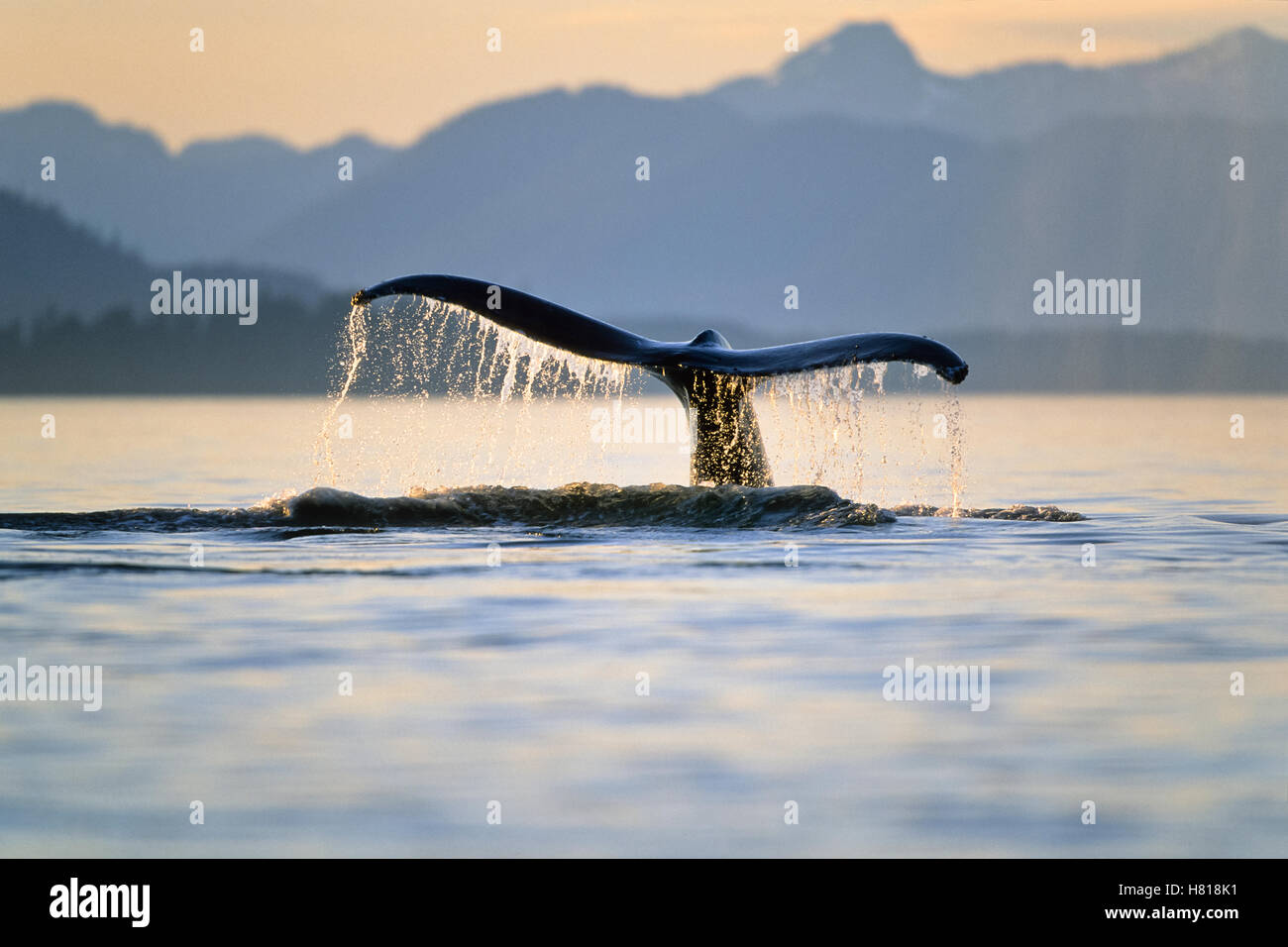 Humpback Whale (Megaptera novaeangliae) tail, Inside Passage, Alaska ...