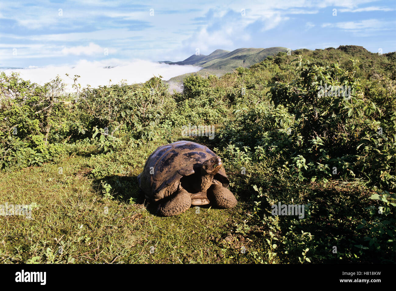 Volcan Alcedo Giant Tortoise (Chelonoidis nigra vandenburghi), Alcedo ...
