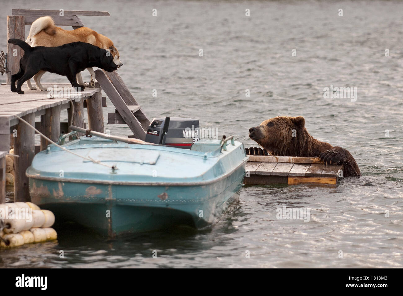 Brown Bear (Ursus arctos), at dock with Domestic Dogs (Canis familiaris ...