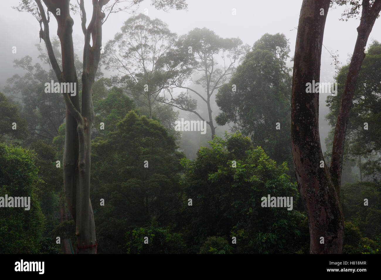 Emergent tree in mist, Danum Valley, Malaysia Stock Photo - Alamy