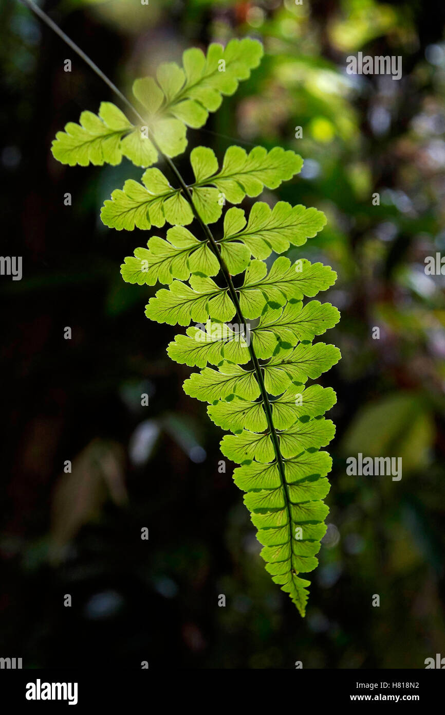 Fern frond, Danum Valley, Malaysia Stock Photo - Alamy