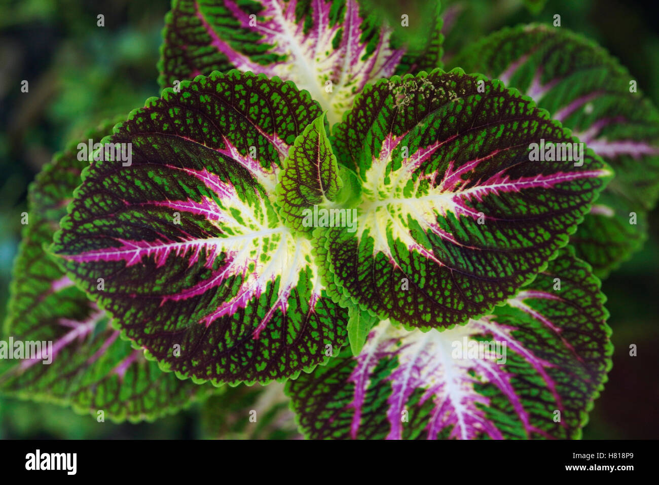 Coleus (Solenostemon sp) leaves, Malaysia Stock Photo - Alamy