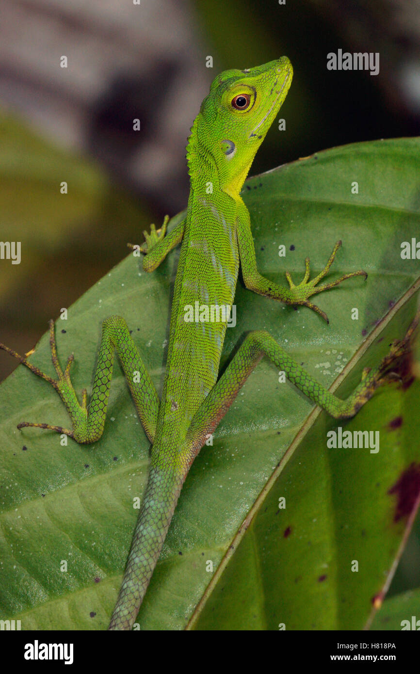 Green Crested Lizard (Bronchocela cristatella), Danum Valley, Malaysia ...