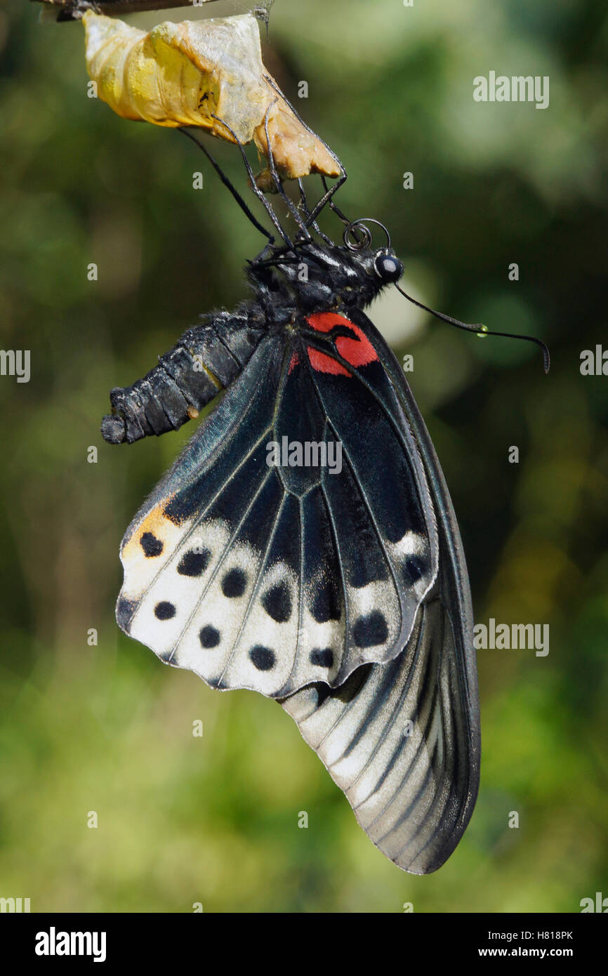 Great Mormon (Papilio memnon) butterfly emerging from chrysalis ...