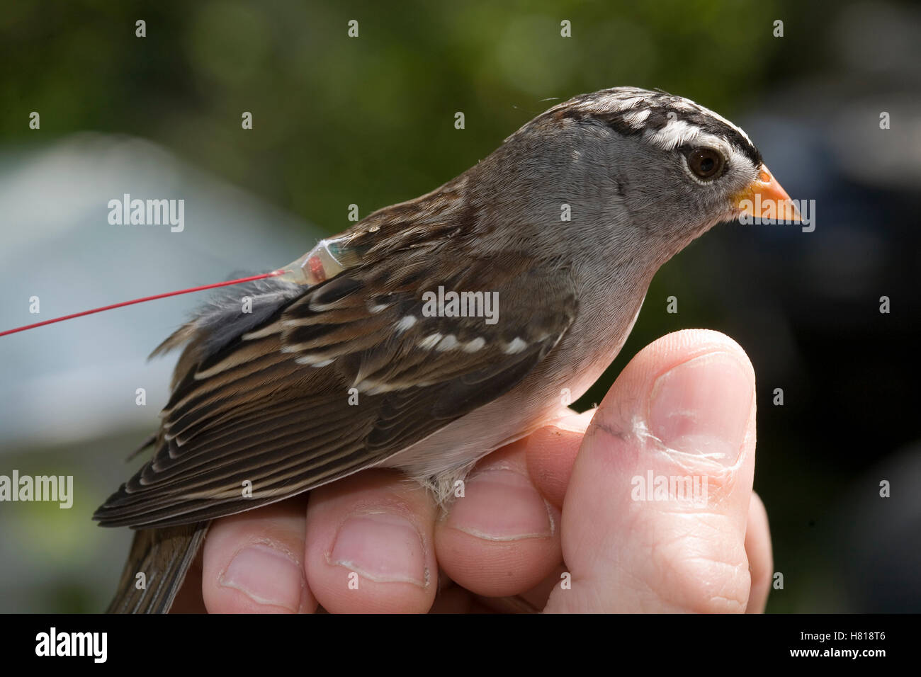 White-crowned Sparrow (Zonotrichia leucophrys) with telemetry ...