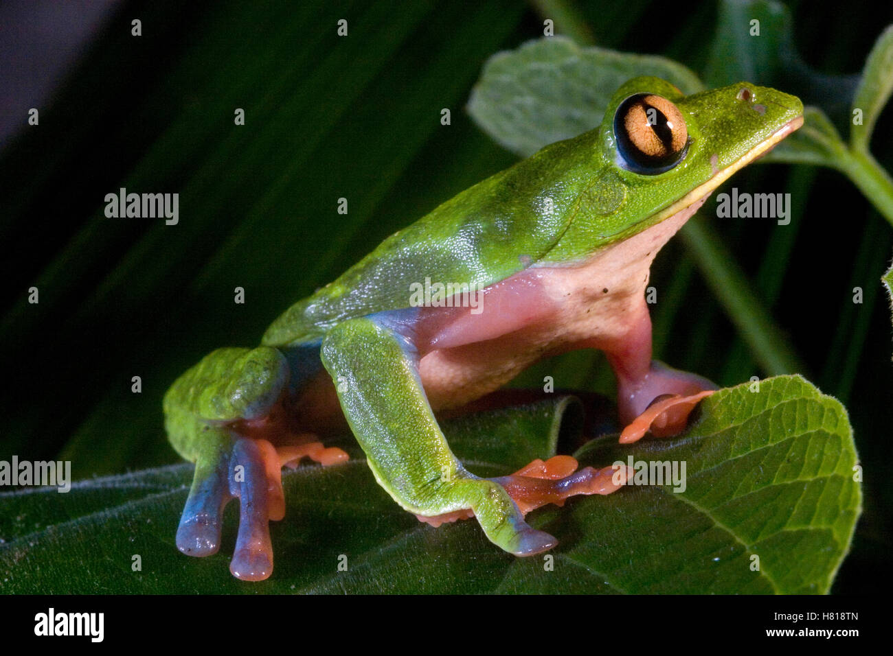 Blue-sided Leaf Frog (Agalychnis annae), San Jose, Costa Rica Stock ...