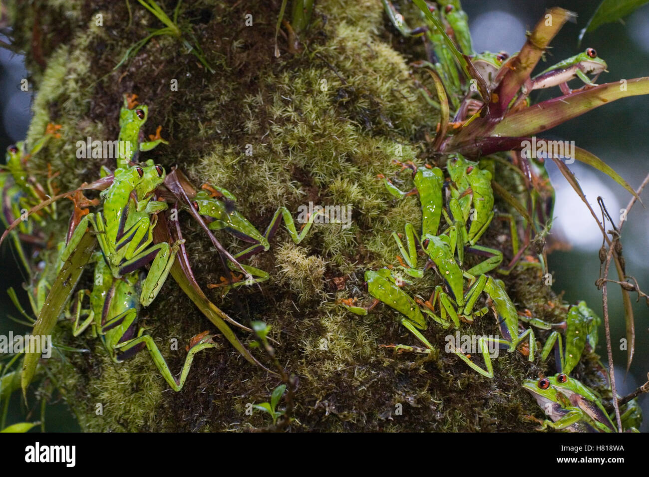 Misfit Leaf Frog (Agalychnis saltator) mass mating, La Selva Biological ...