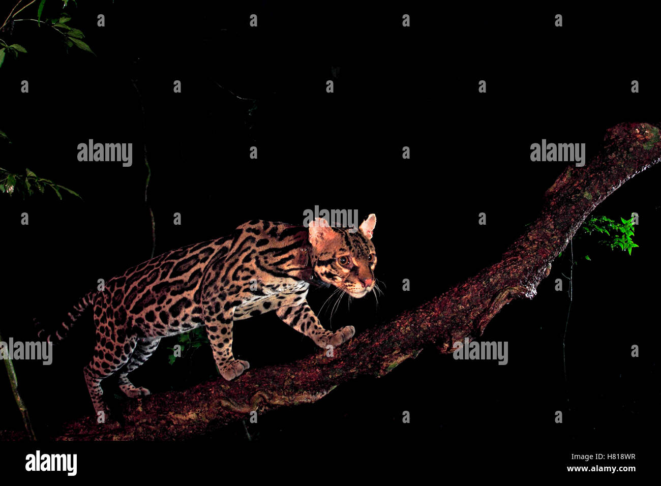Ocelot (Leopardus pardalis) walking up branch, Barro Colorado Island ...