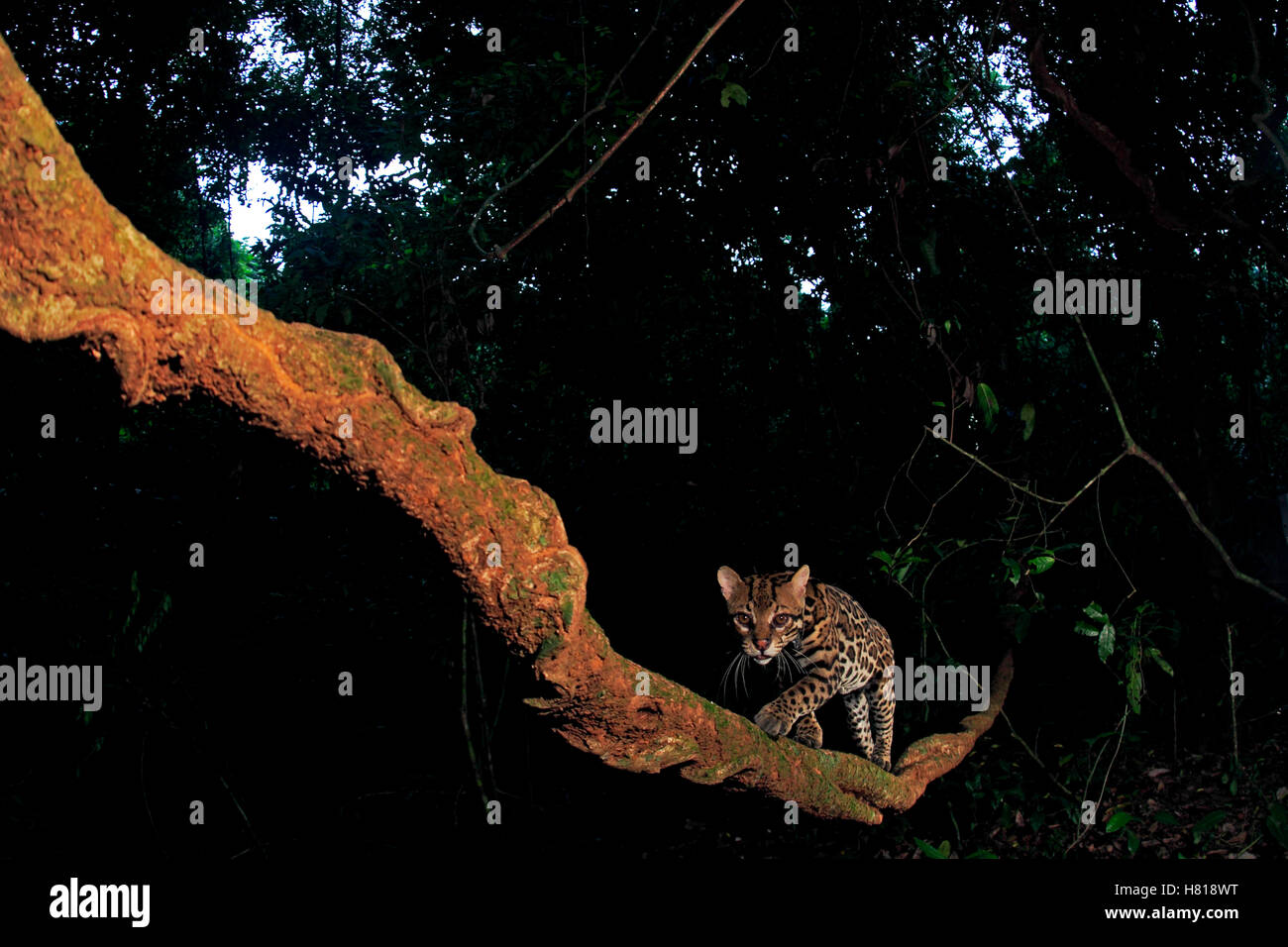 Ocelot (Leopardus pardalis) walking up branch, Barro Colorado Island ...