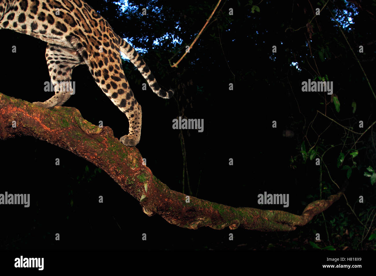 Ocelot (Leopardus pardalis) walking up branch, Barro Colorado Island ...