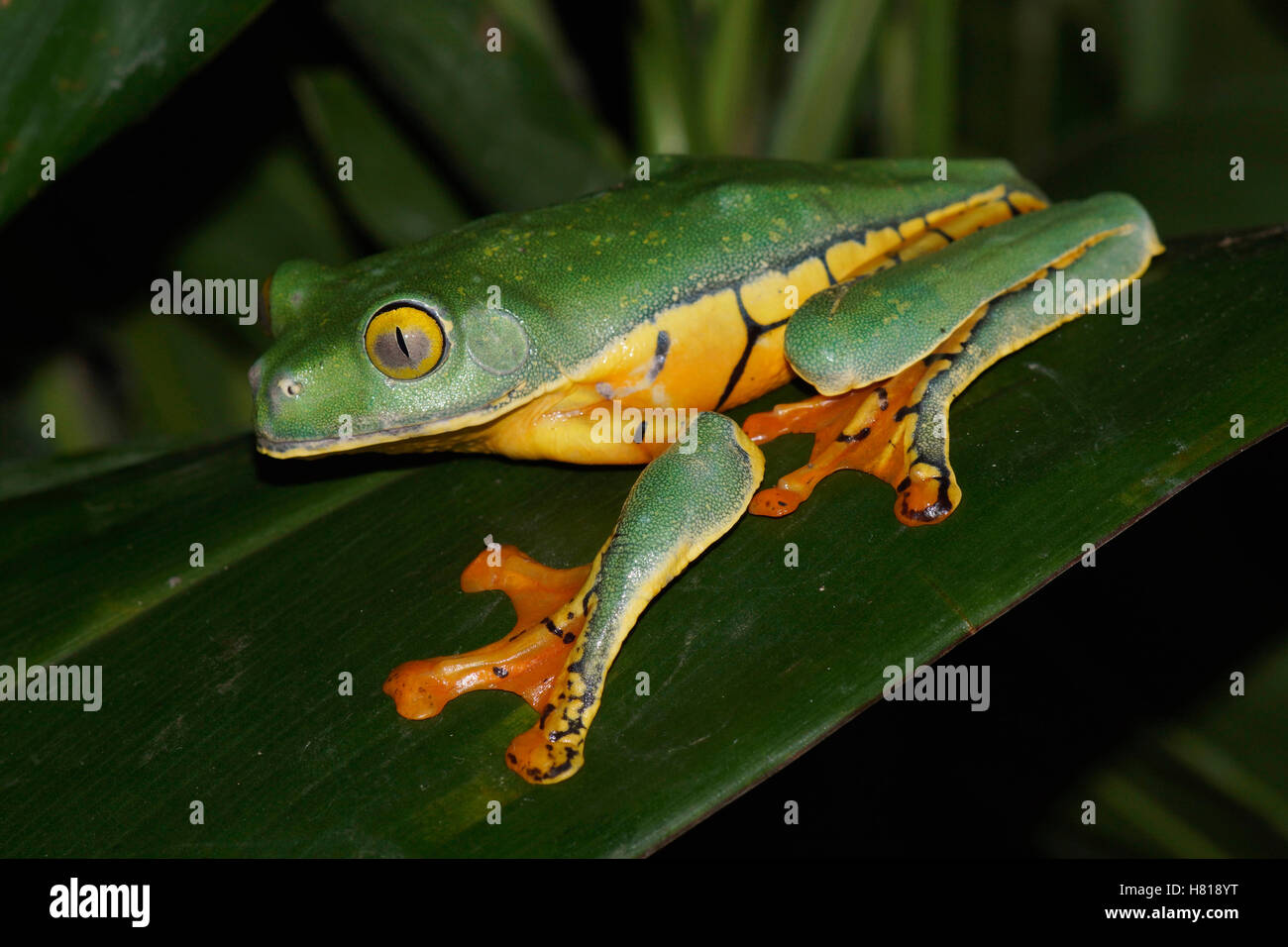Splendid Leaf Frog (Agalychnis calcarifer), Costa Rica Stock Photo - Alamy