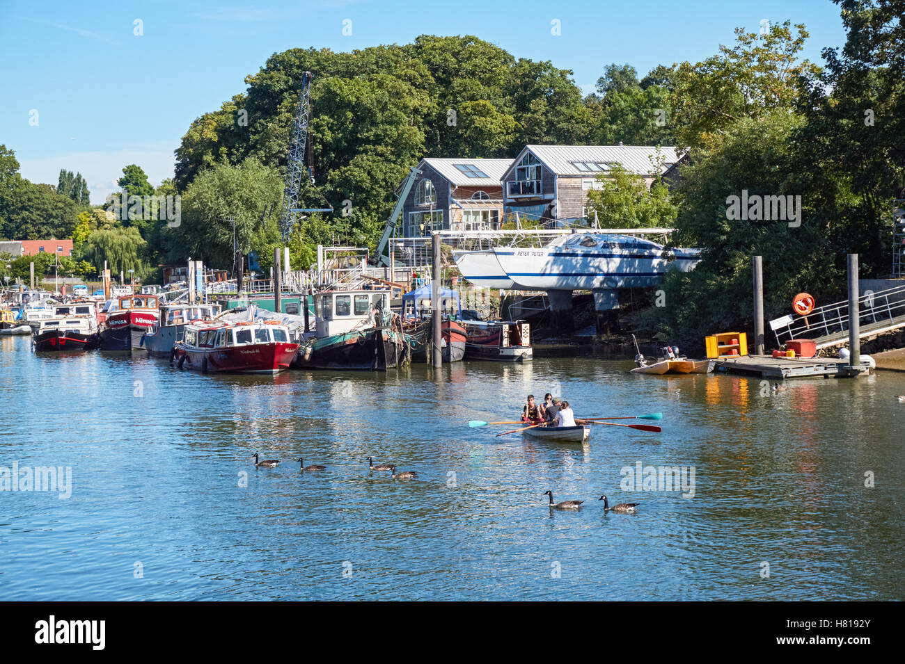 Island eel hi-res stock photography and images - Alamy