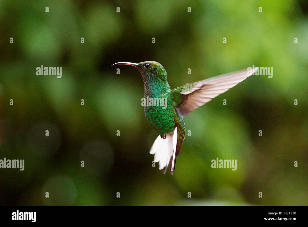 Coppery-headed Emerald (Elvira cupreiceps) hovering, Costa Rica Stock ...
