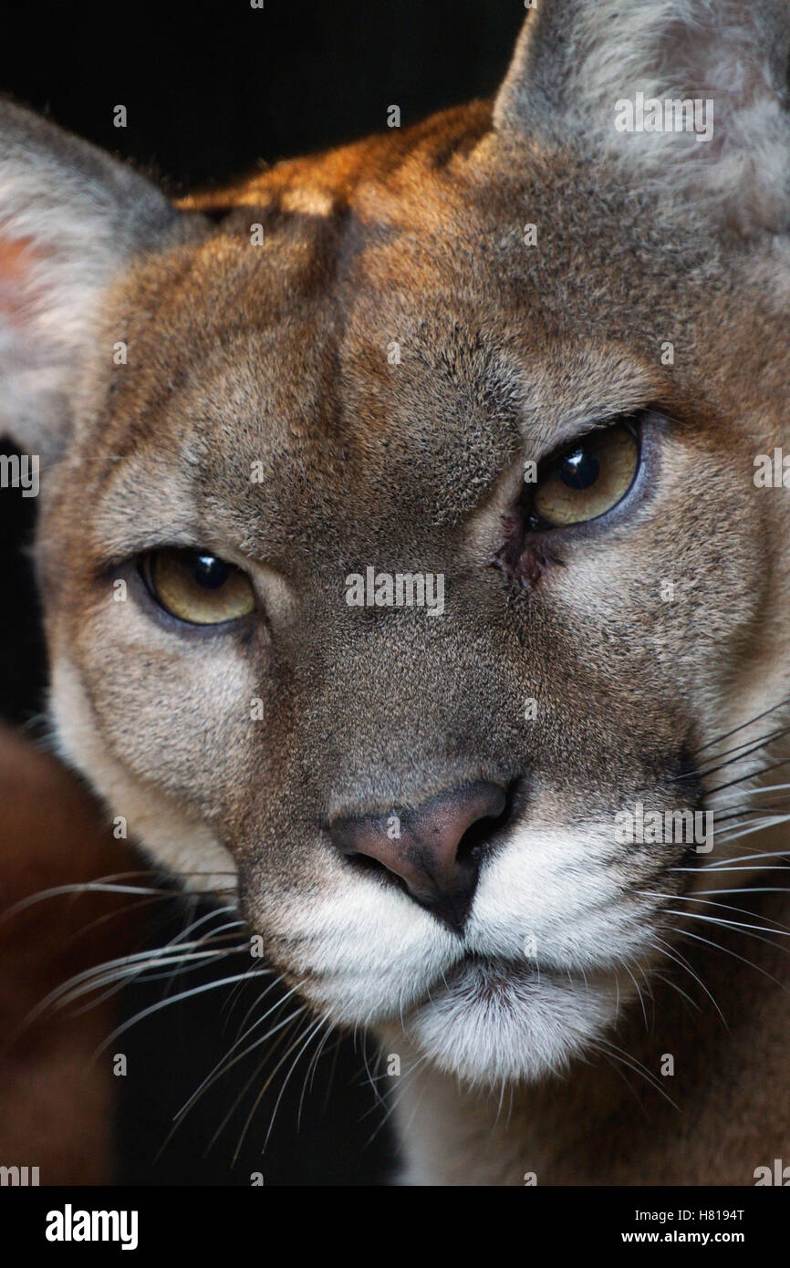 Mountain Lion (Puma concolor), Costa Rica Stock Photo - Alamy