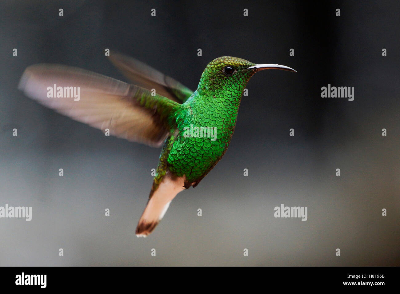 Coppery-headed Emerald (Elvira cupreiceps) hummingbird hovering, Costa ...