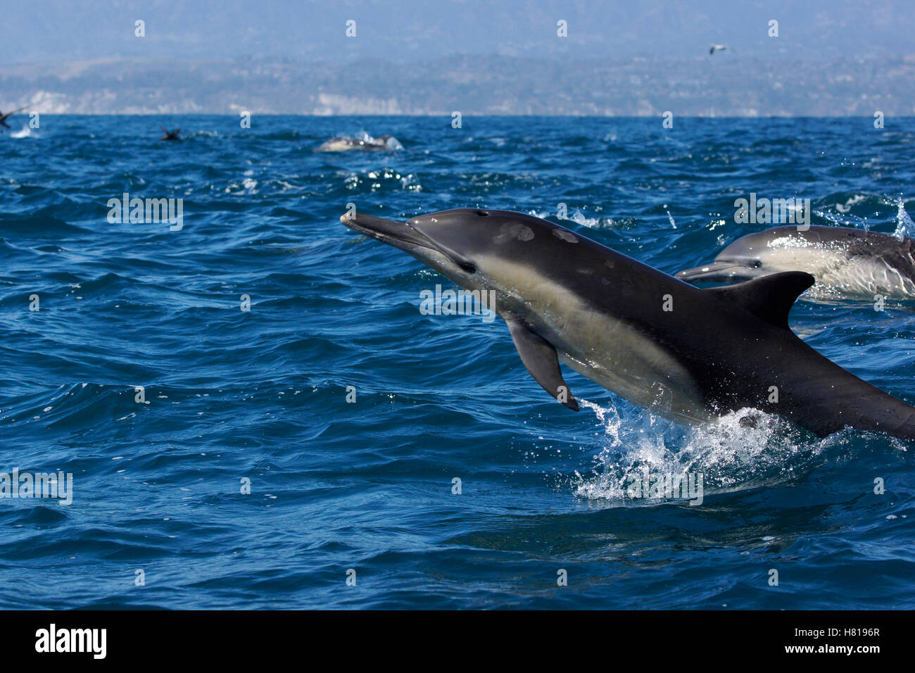 Long-beaked Common Dolphin (Delphinus capensis) jumping, Santa Barbara ...