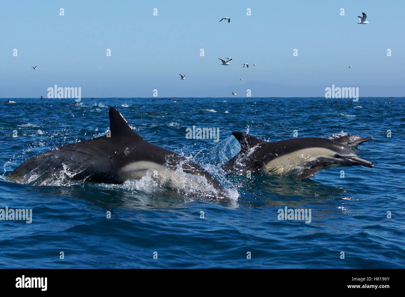 Long-beaked Common Dolphin (Delphinus capensis) pair jumping, Santa ...