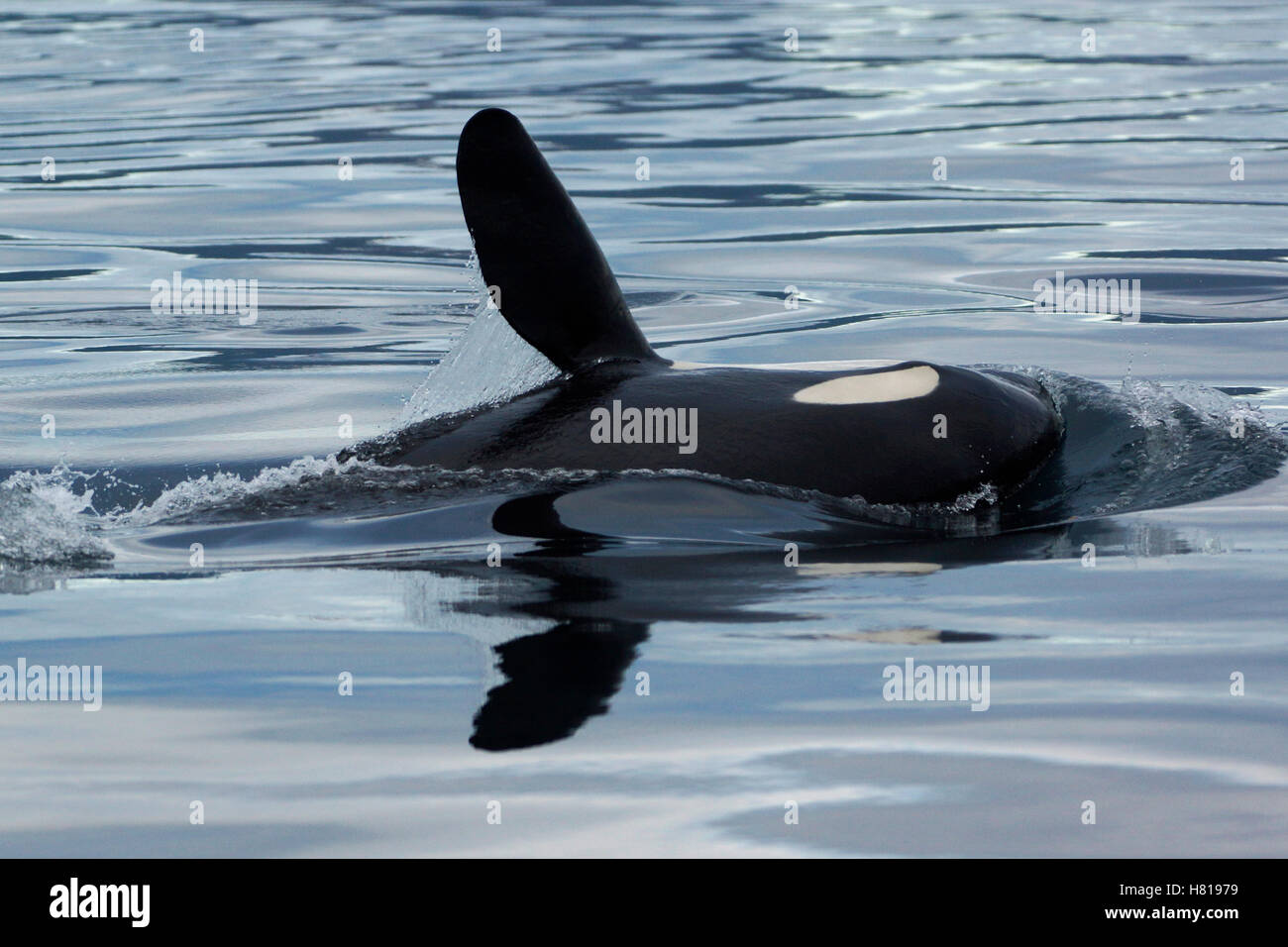 Orca (Orcinus orca) pectoral slapping, Prince William Sound, Alaska ...