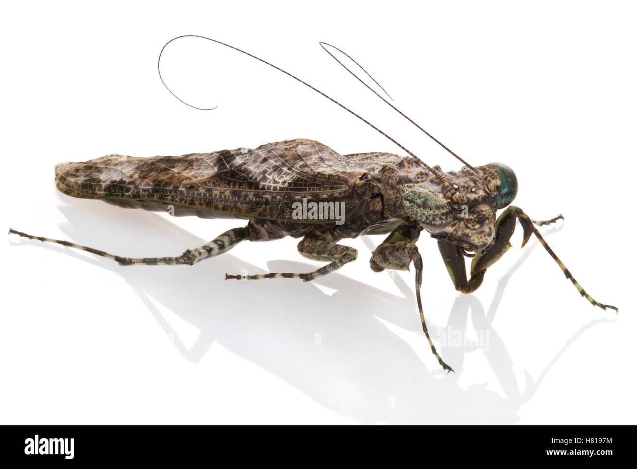 Praying Mantis (Amorphoscelis sp), Gorongosa National Park, Mozambique ...