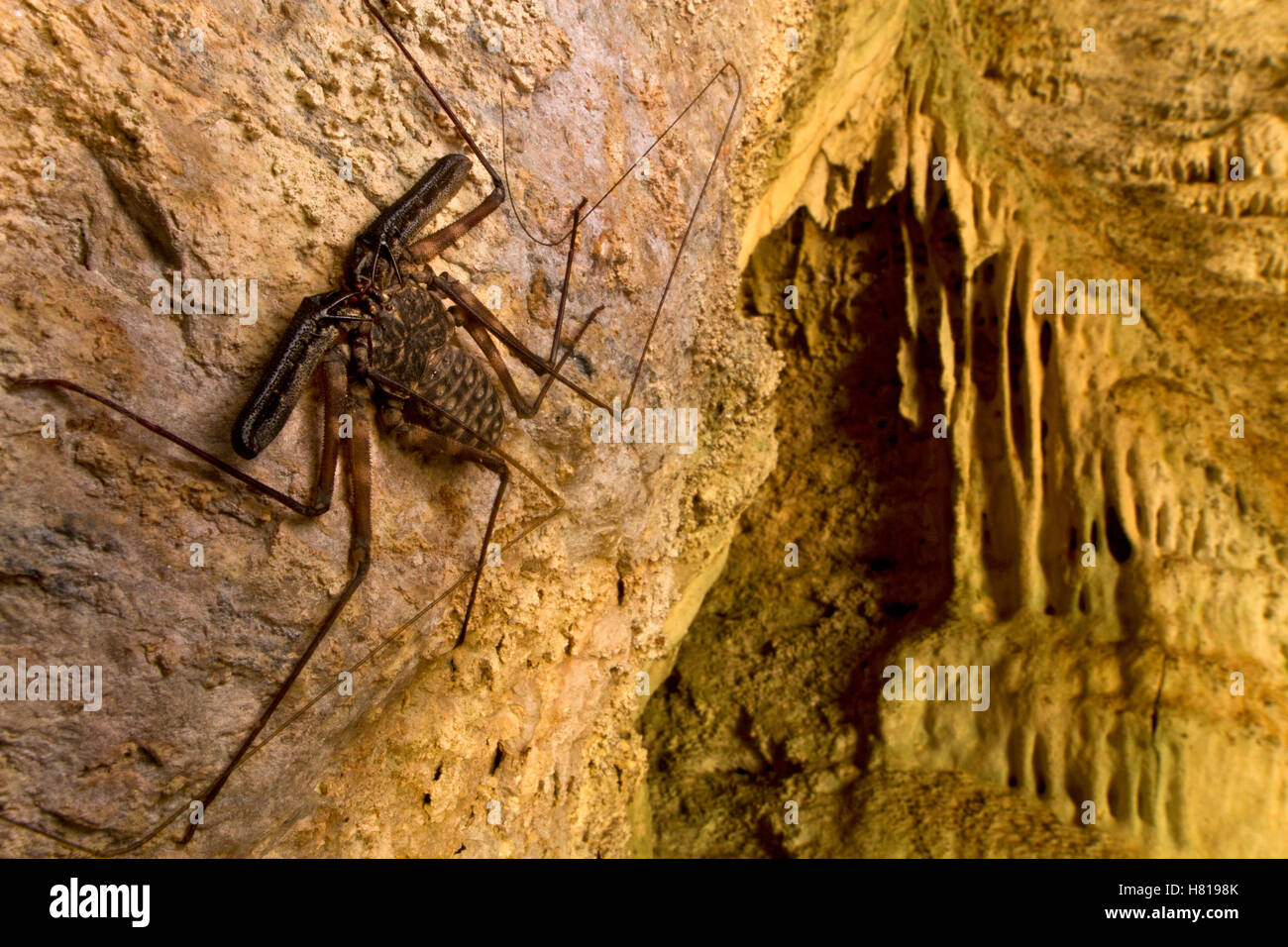 Tailless Whip Scorpion (Daemon variegatus) in cave, Gorongosa National ...