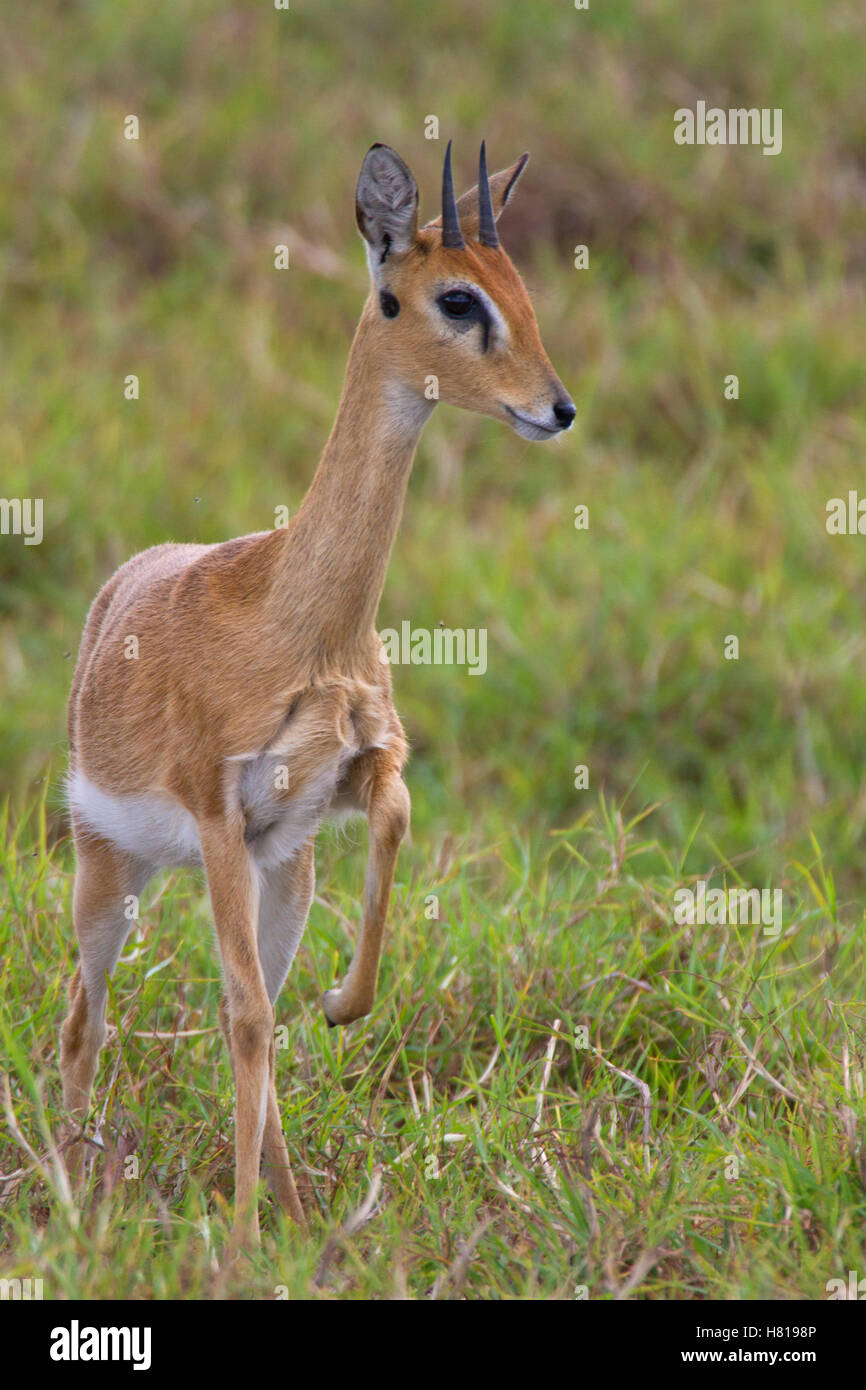 Oribi Antelope (Ourebia ourebi) male, Gorongosa National Park ...