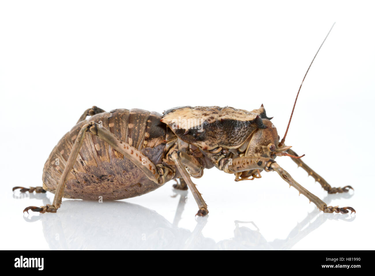 Katydid (Enyaliopsis petersii), Gorongosa National Park, Mozambique ...