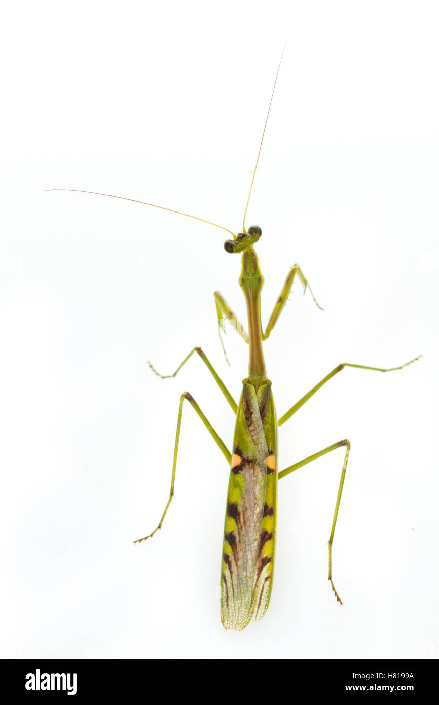 Mantid (Mantidae), Gorongosa National Park, Mozambique Stock Photo - Alamy