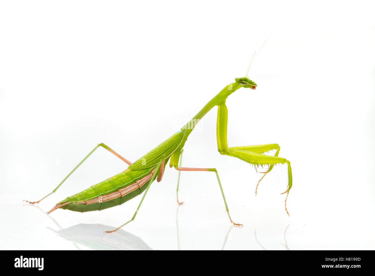 Mantid (Miomantis sp) female, Gorongosa National Park, Mozambique Stock ...