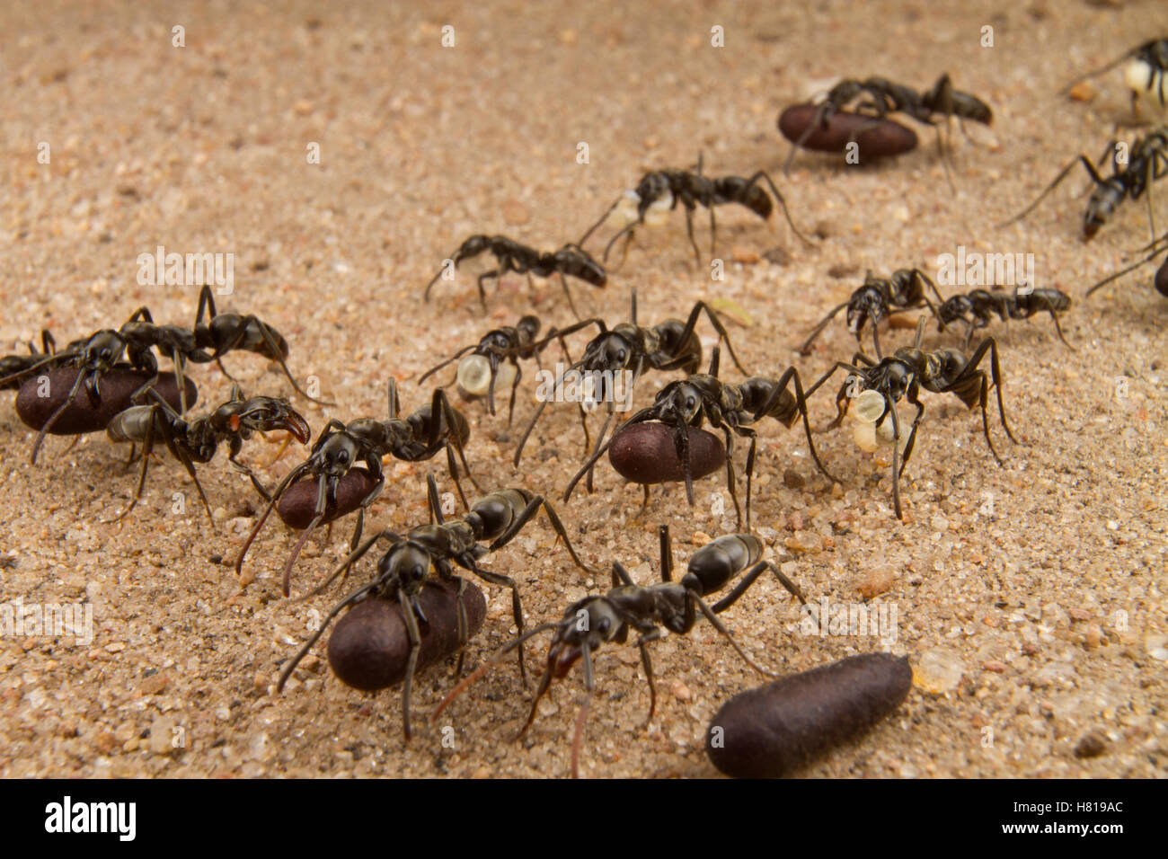 Matabele Ant (Pachycondyla analis) group carrying pupa, Gorongosa ...