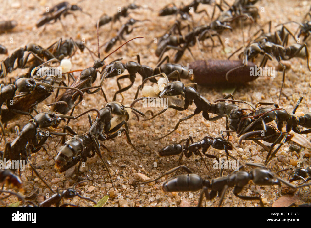 Matabele Ant (Pachycondyla analis) group carrying pupa, Gorongosa ...