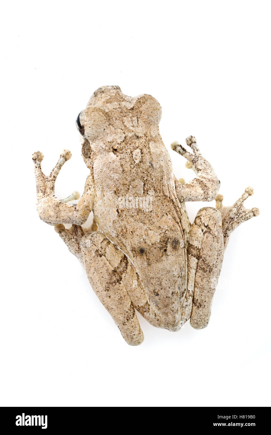 Old World Tree Frog (Chiromantis sp), Gorongosa National Park ...