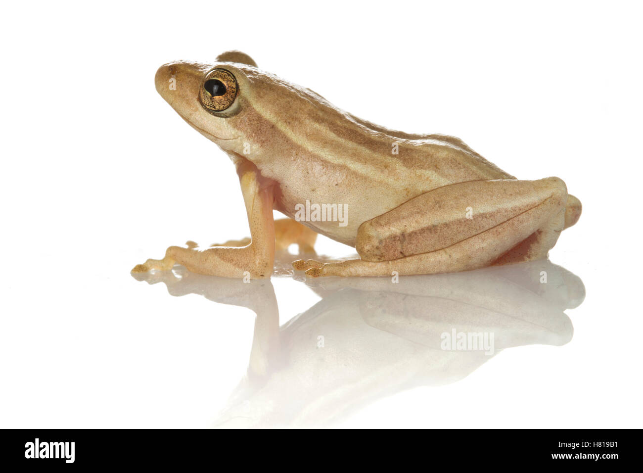 Reed Frog (Hyperolius sp), Gorongosa National Park, Mozambique Stock ...